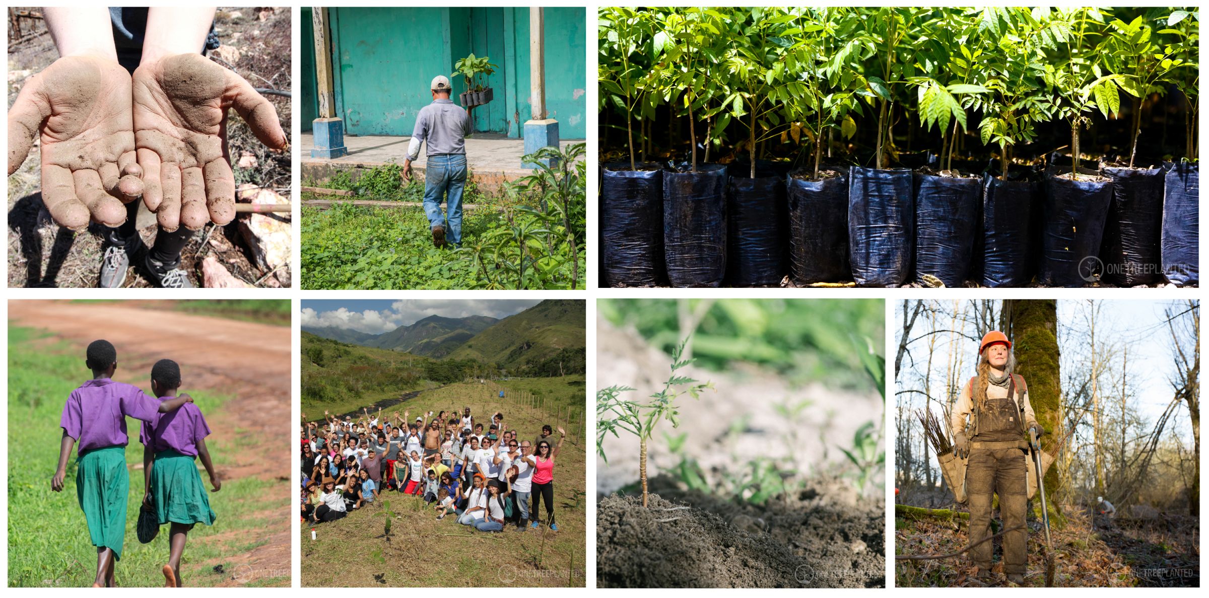 ONE TREE PLANTED | Onjenu